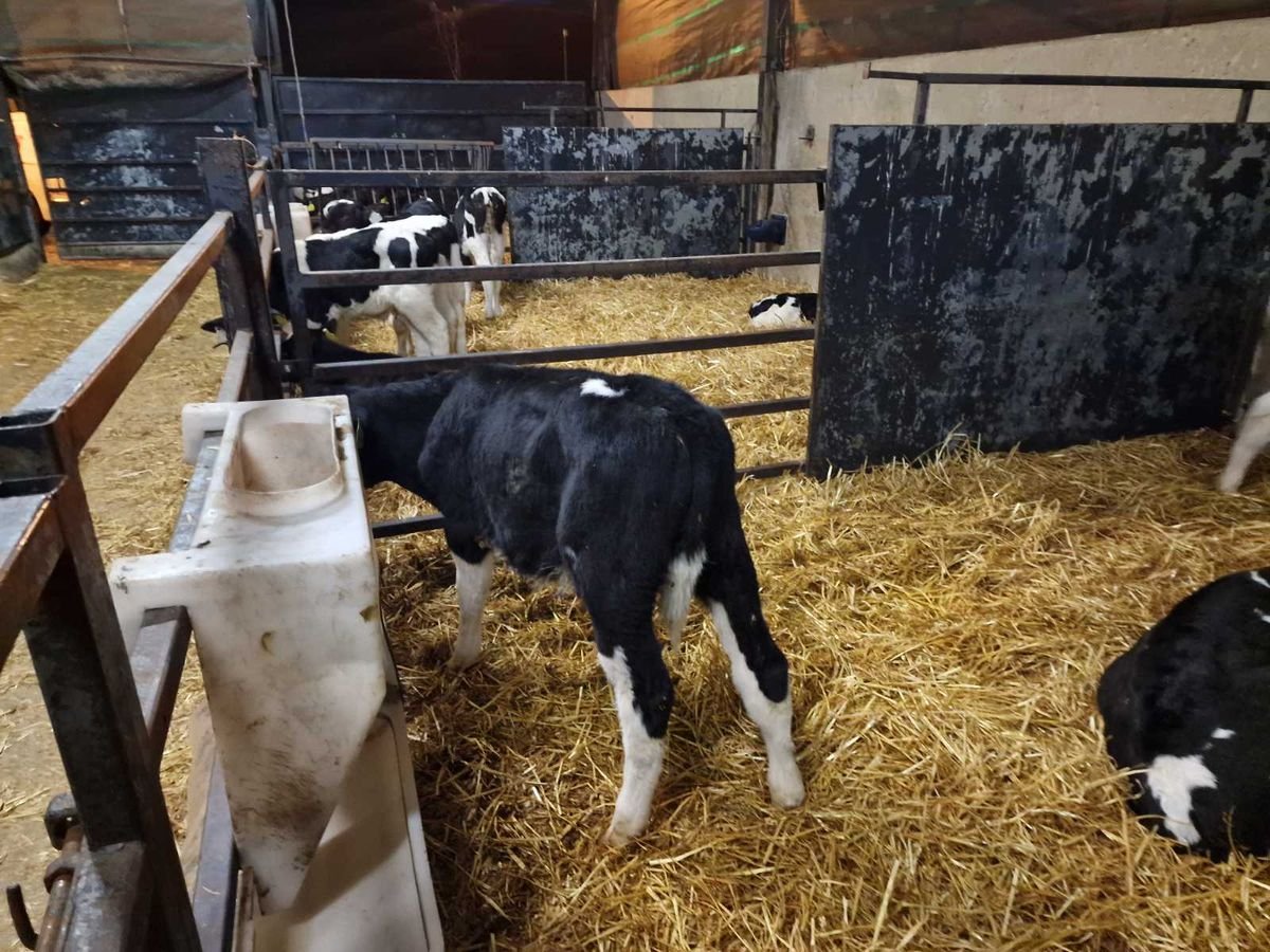 30 Friesian Bull Calves | Wicklow Calf Company