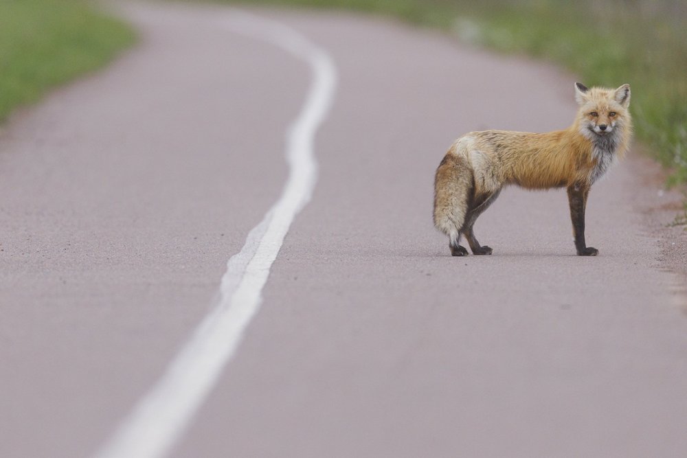 The Foxes of Prince Edward Island / PEI — DAVE B R O S H A
