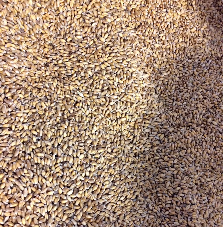 Wheat — Janie's Farm Organic