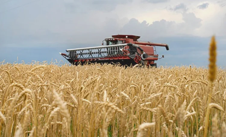 Wheat — Janie's Farm Organic