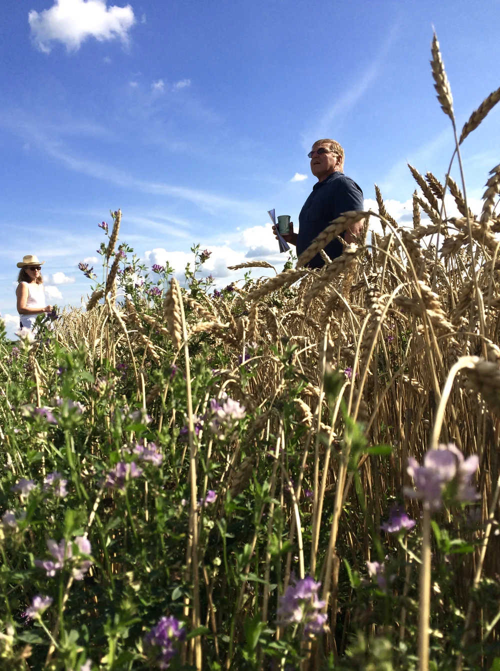 Wheat — Janie's Farm Organic