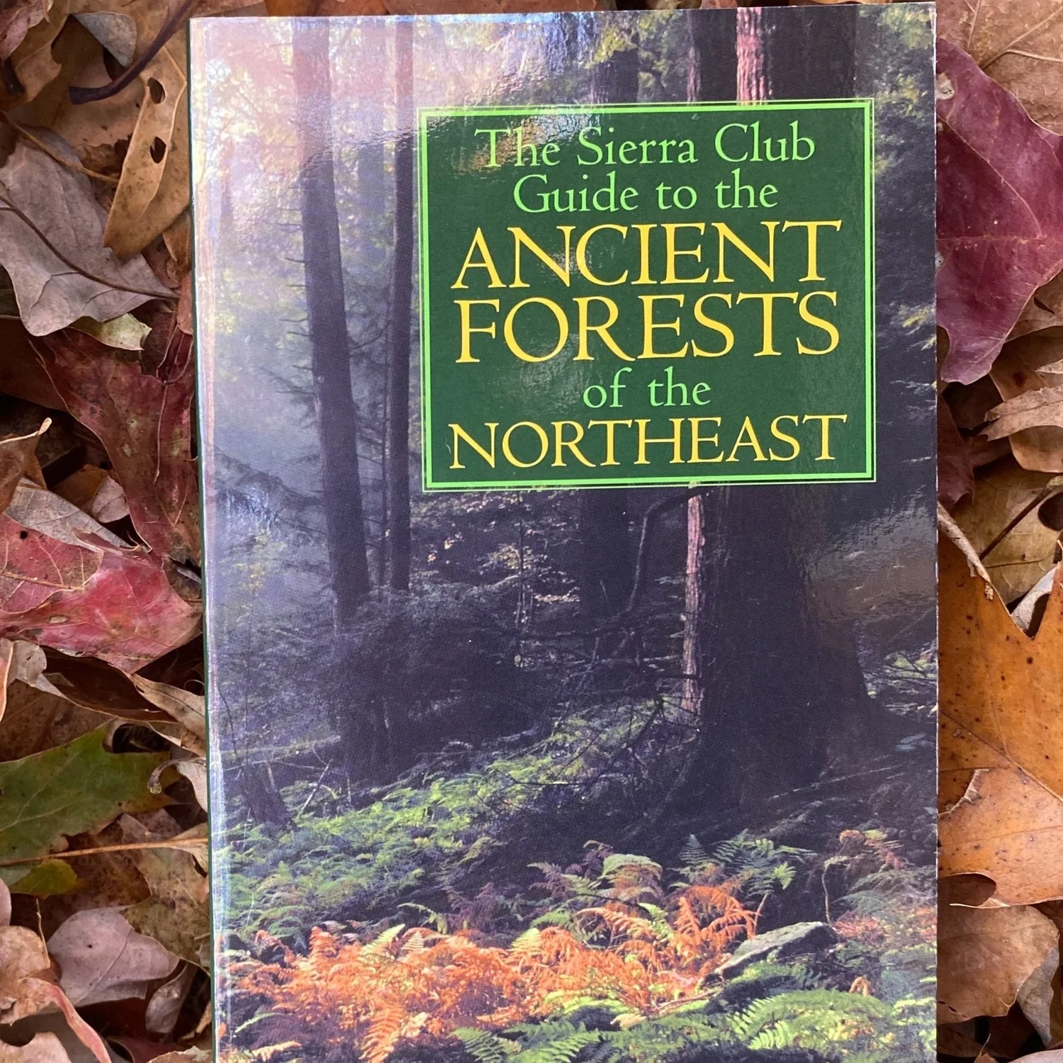 Guide to Ancient Forests of the Northeast — Old-Growth Forest Network