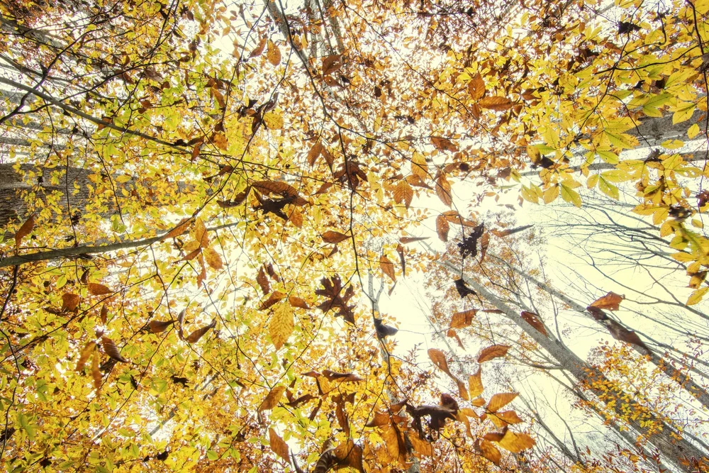 Forest Designations — Old-Growth Forest Network