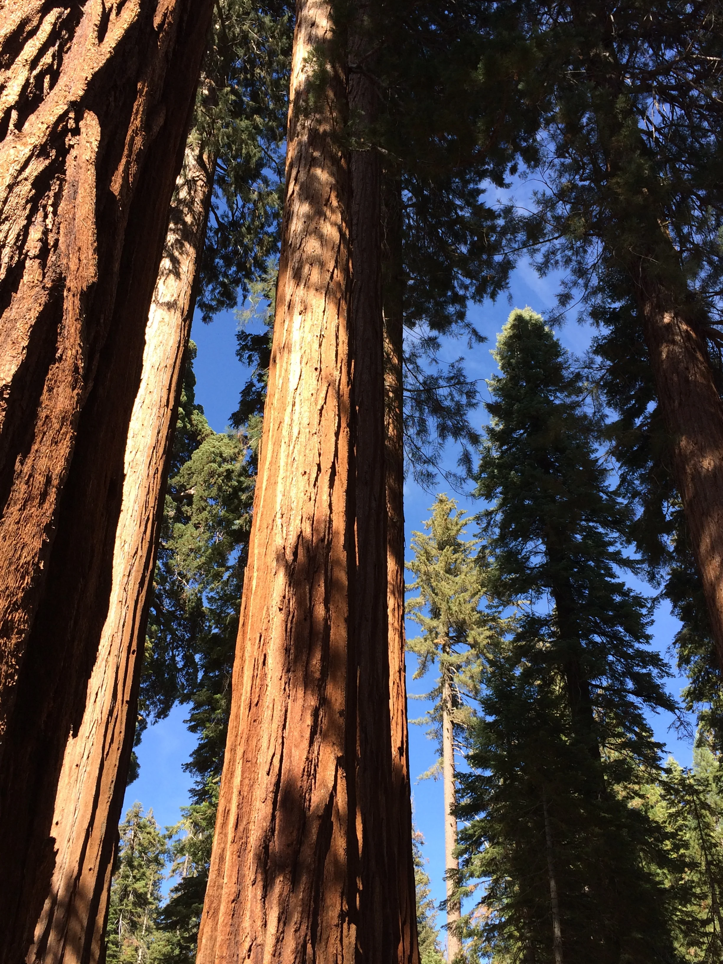 California — Old-Growth Forest Network