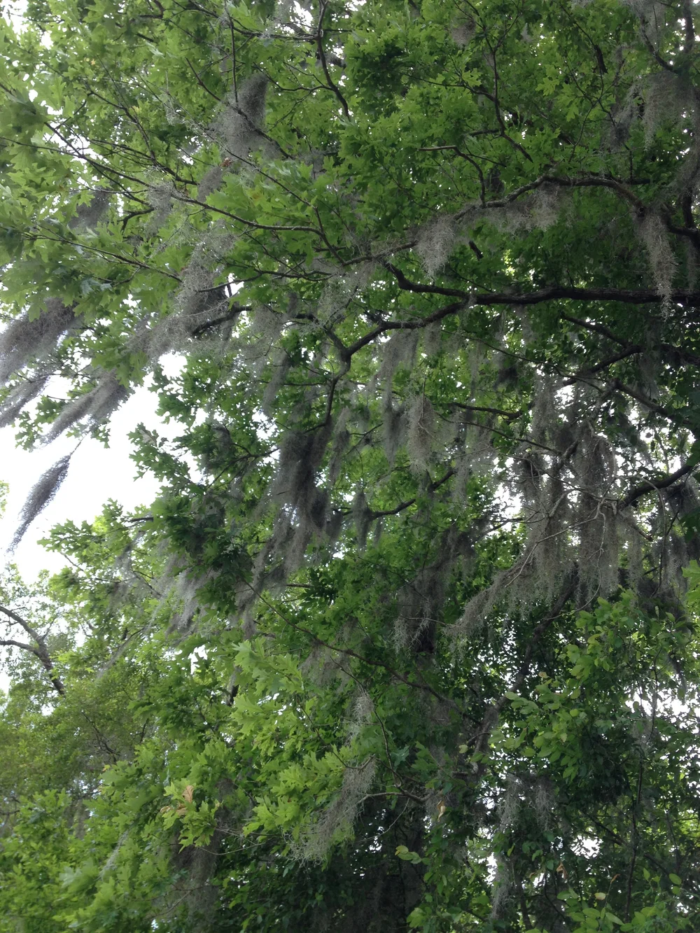 Georgia — Old-Growth Forest Network