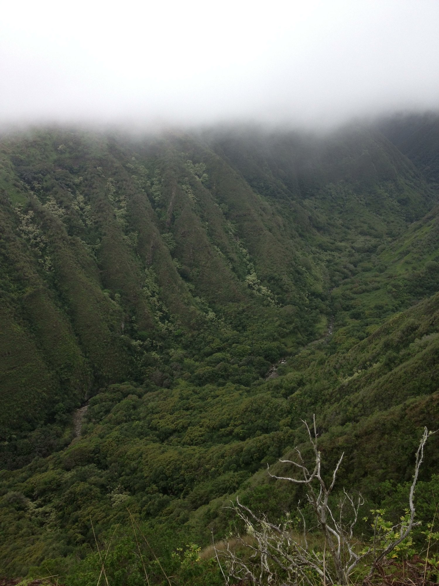 Hawai'i — Old-Growth Forest Network