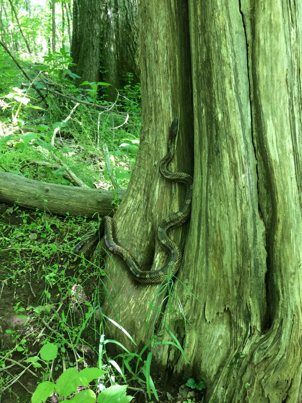 Kentucky — Old-Growth Forest Network