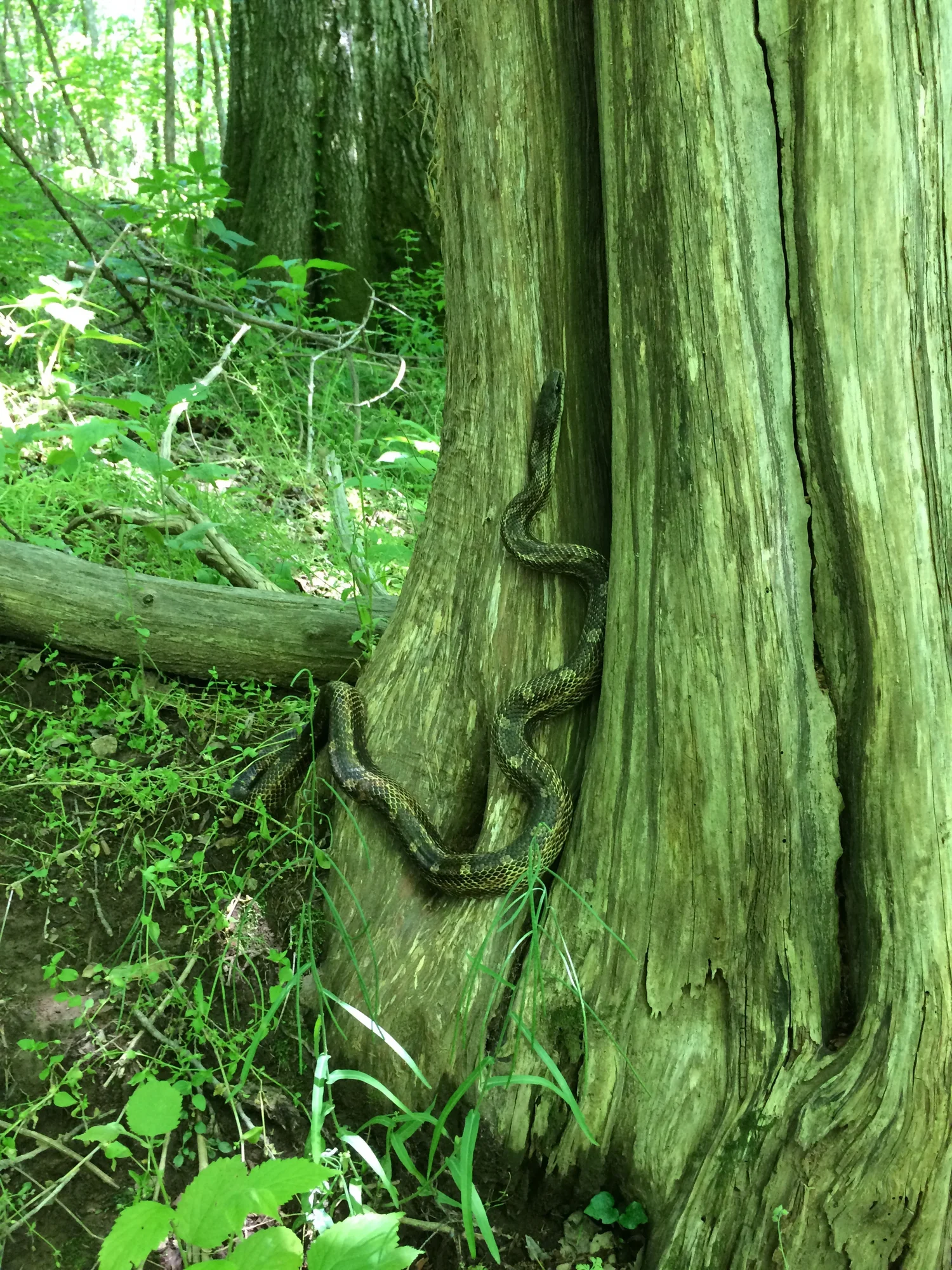 Kentucky — Old-Growth Forest Network