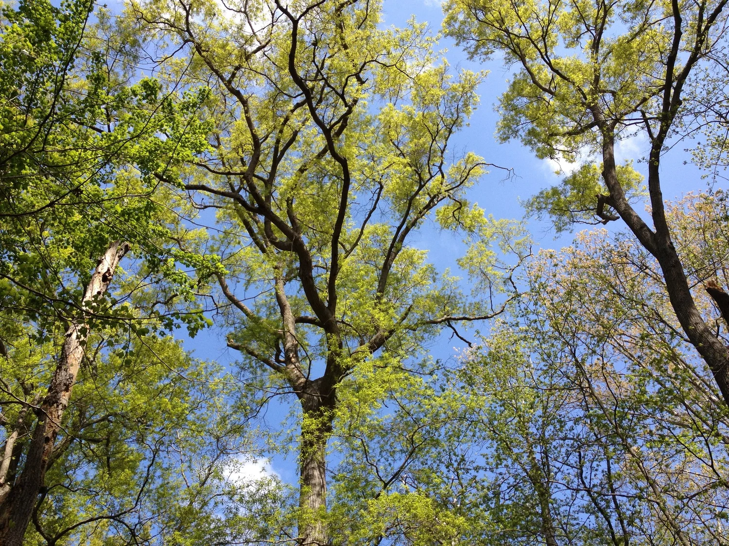 Maryland — Old-Growth Forest Network