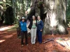 Rockefeller Forest - Humboldt Redwoods State Park — Old-Growth Forest ...