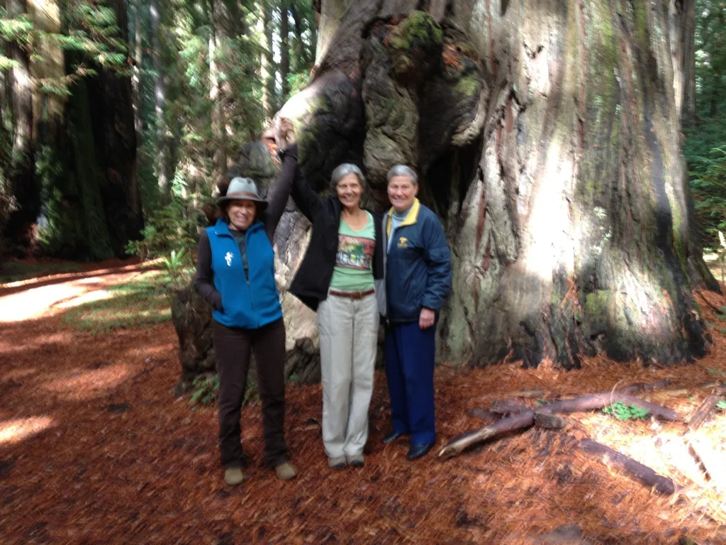 Rockefeller Forest - Humboldt Redwoods State Park — Old-Growth Forest ...