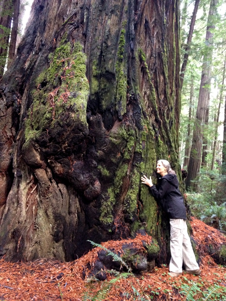 Rockefeller Forest - Humboldt Redwoods State Park — Old-Growth Forest ...