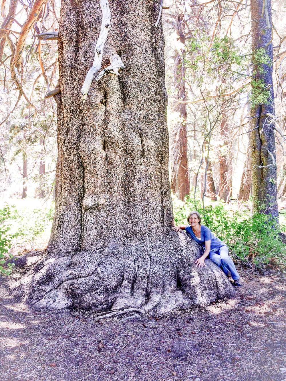 Bluff Lake Reserve — Old-Growth Forest Network