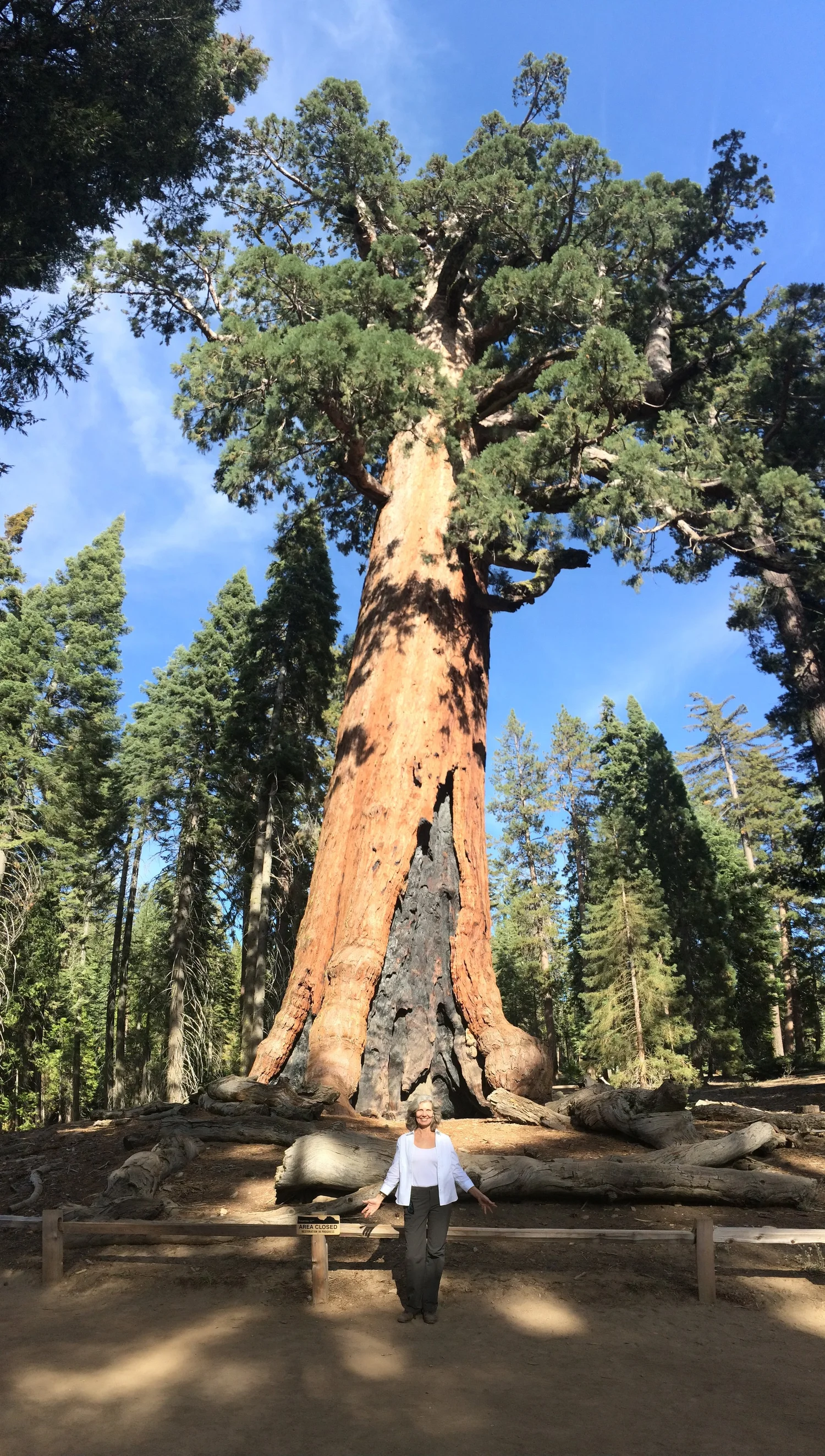 Mariposa Grove of Giant Sequoias - Yosemite National Park — Old-Growth ...