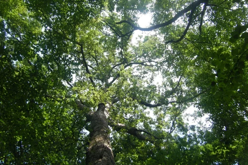 Tulip Tree Woods Nature Preserve — Old-Growth Forest Network