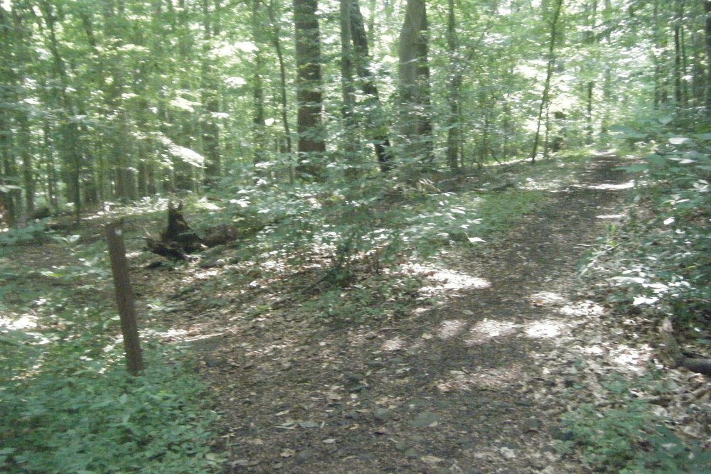 Tulip Tree Woods Nature Preserve — Old-Growth Forest Network