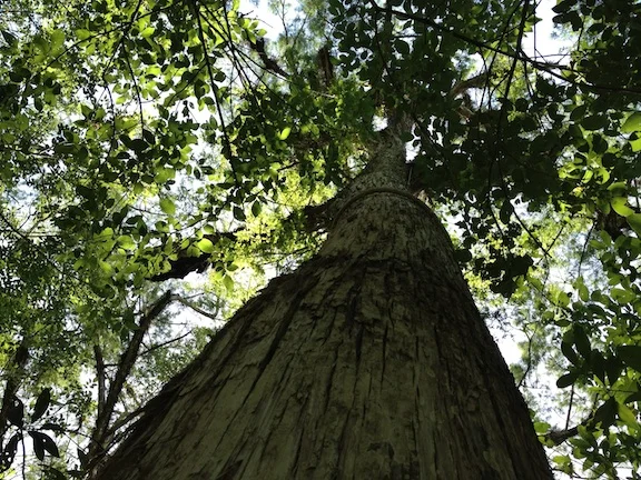 Corkscrew Swamp Sanctuary — Old-Growth Forest Network
