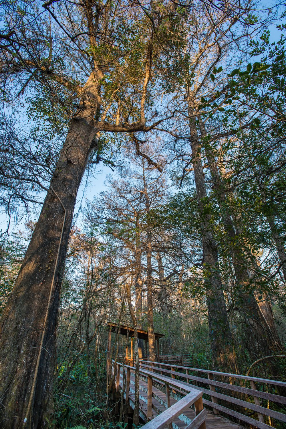 Corkscrew Swamp Sanctuary — Old-Growth Forest Network