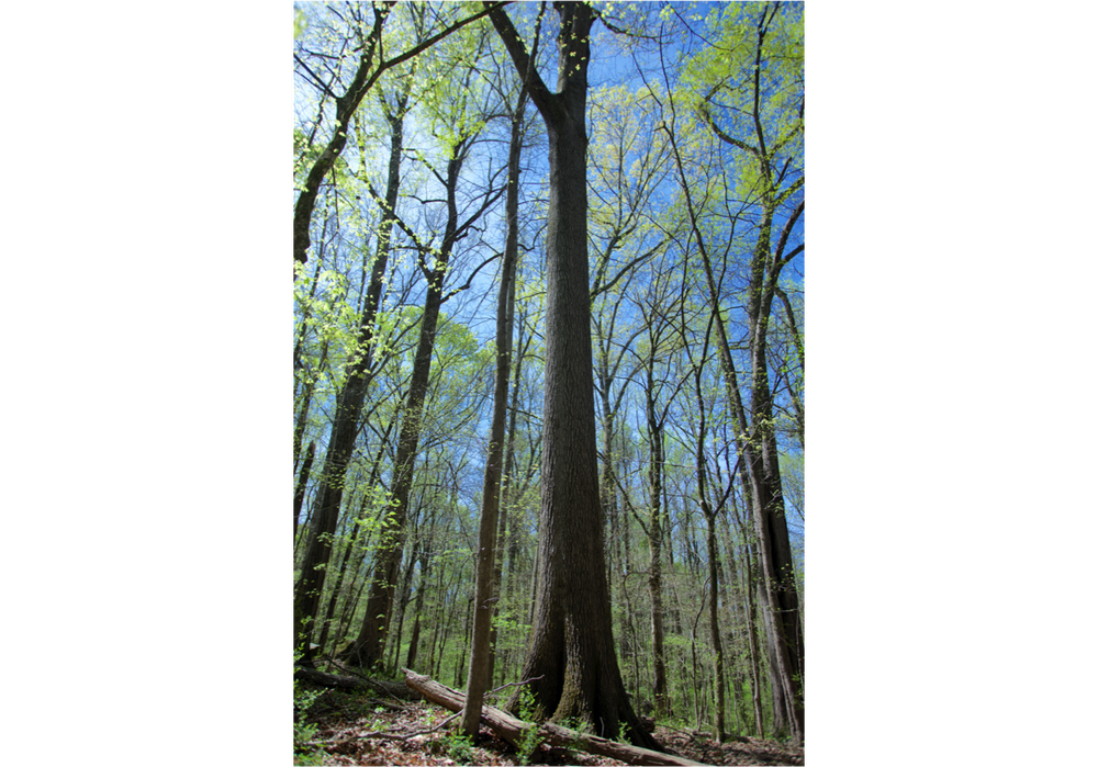 Original Forest of Atlanta - Dekalb County — Old-Growth Forest Network