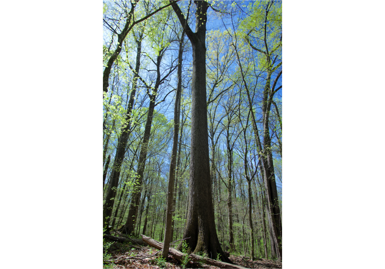 Original Forest of Atlanta - Dekalb County — Old-Growth Forest Network
