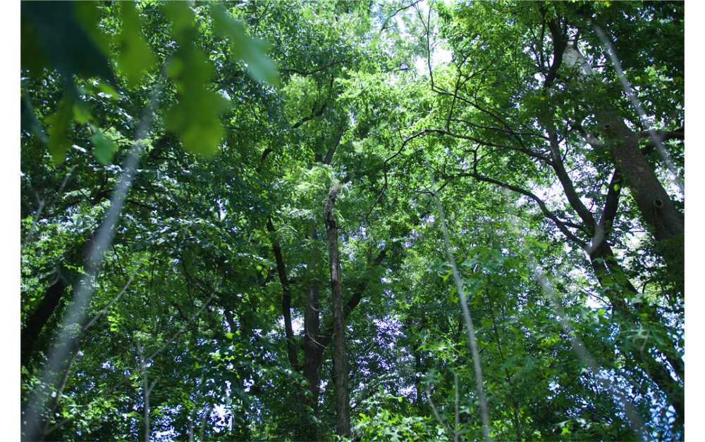 Original Forest of Atlanta - Dekalb County — Old-Growth Forest Network