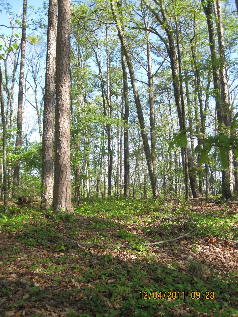 Marshall Forest — Old-Growth Forest Network