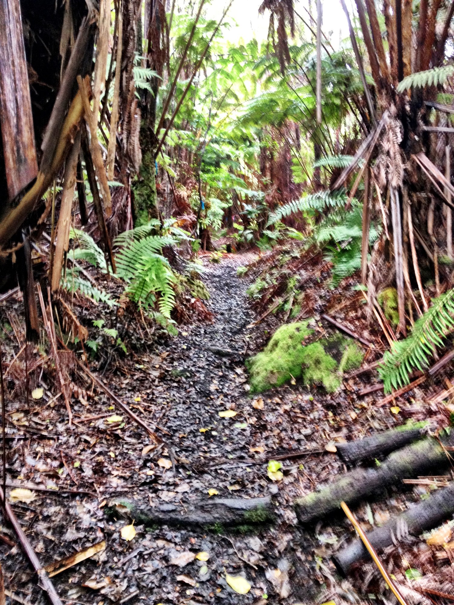 Pu'u Maka'ala Natural Area Reserve — Old-Growth Forest Network