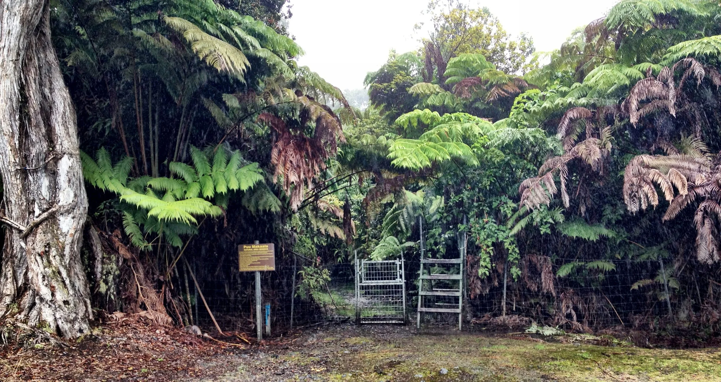 Pu'u Maka'ala Natural Area Reserve — Old-Growth Forest Network