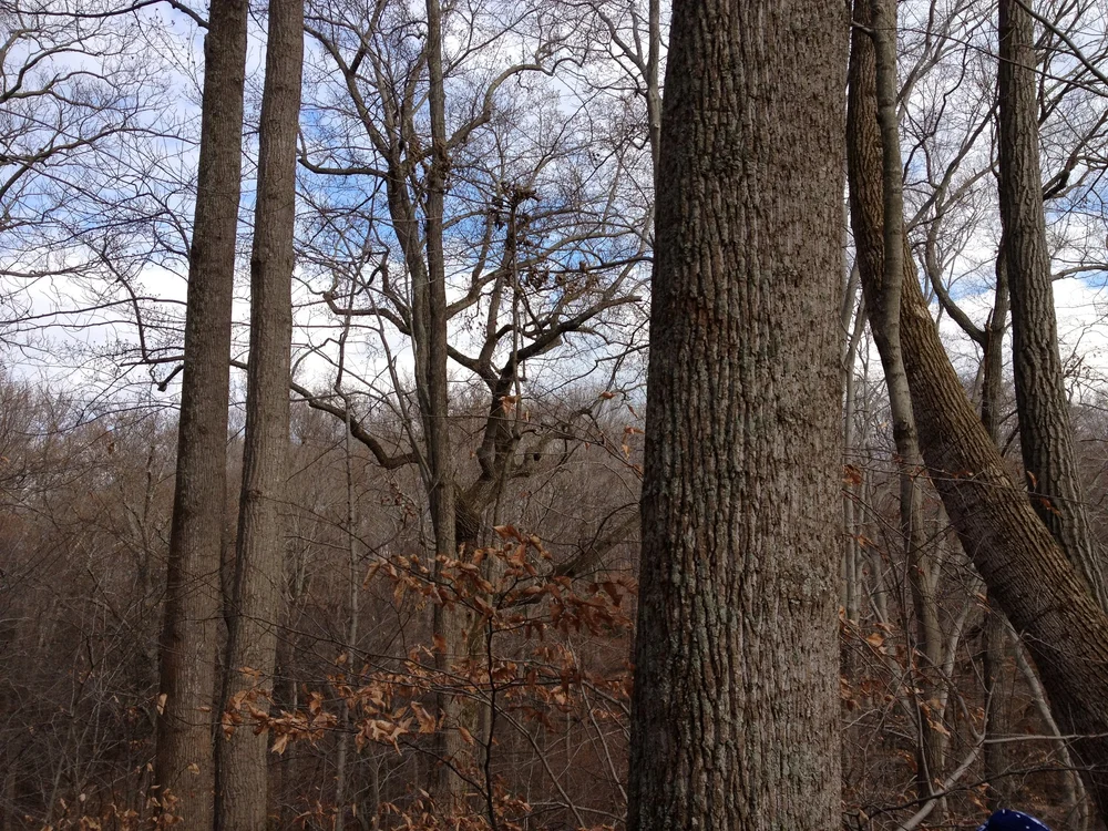 Chapman Forest Wildlands – Chapman State Park — Old-Growth Forest Network