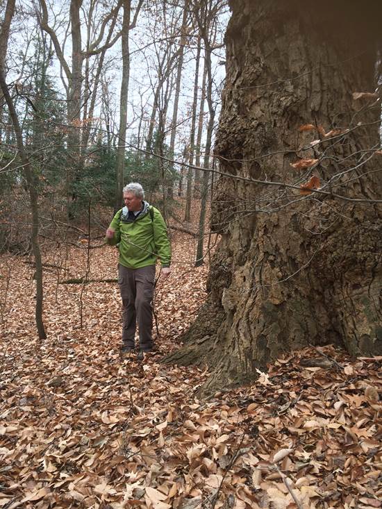 Chapman Forest Wildlands – Chapman State Park — Old-Growth Forest Network