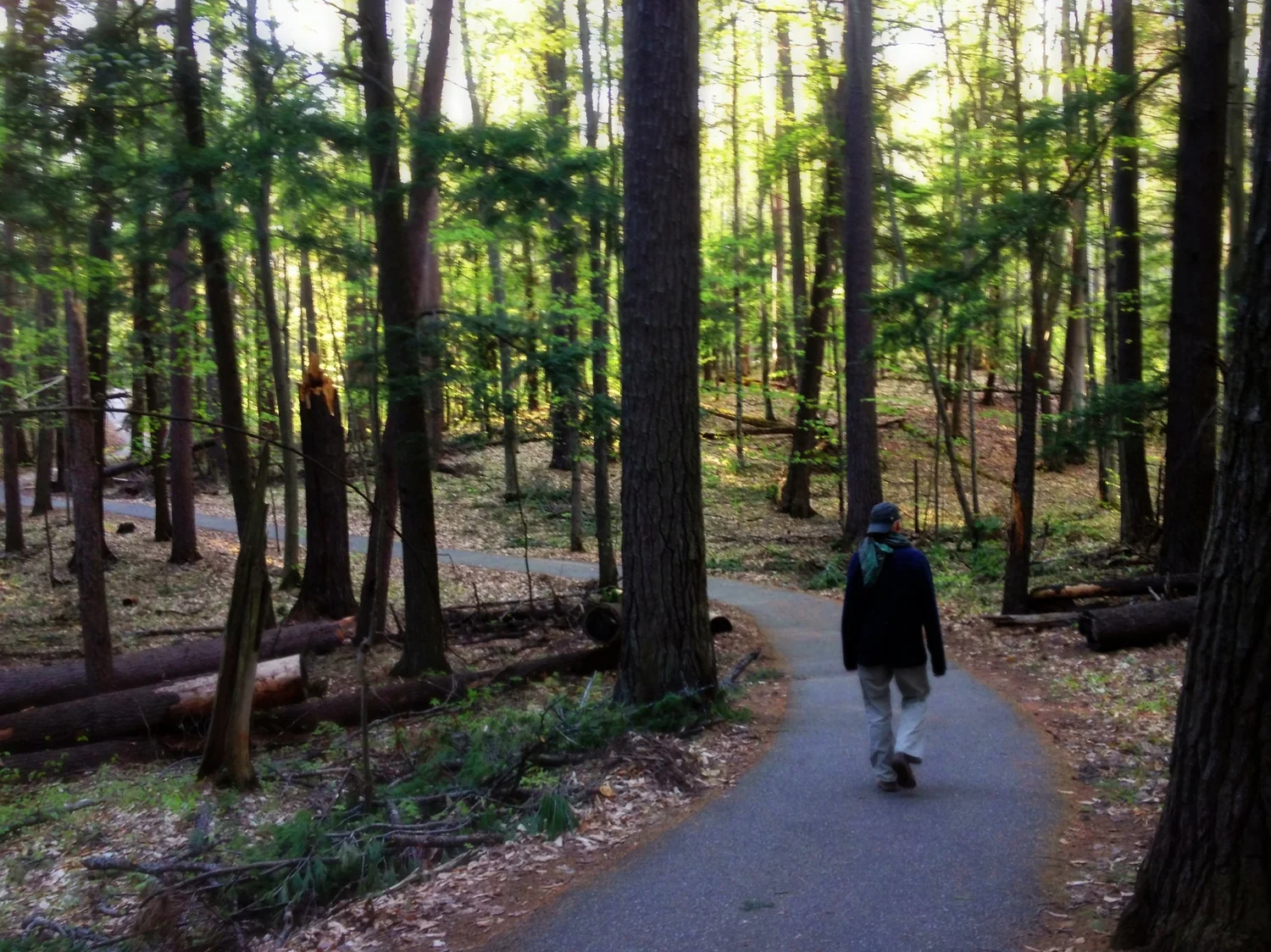 Hartwick Pines State Park — Old-Growth Forest Network