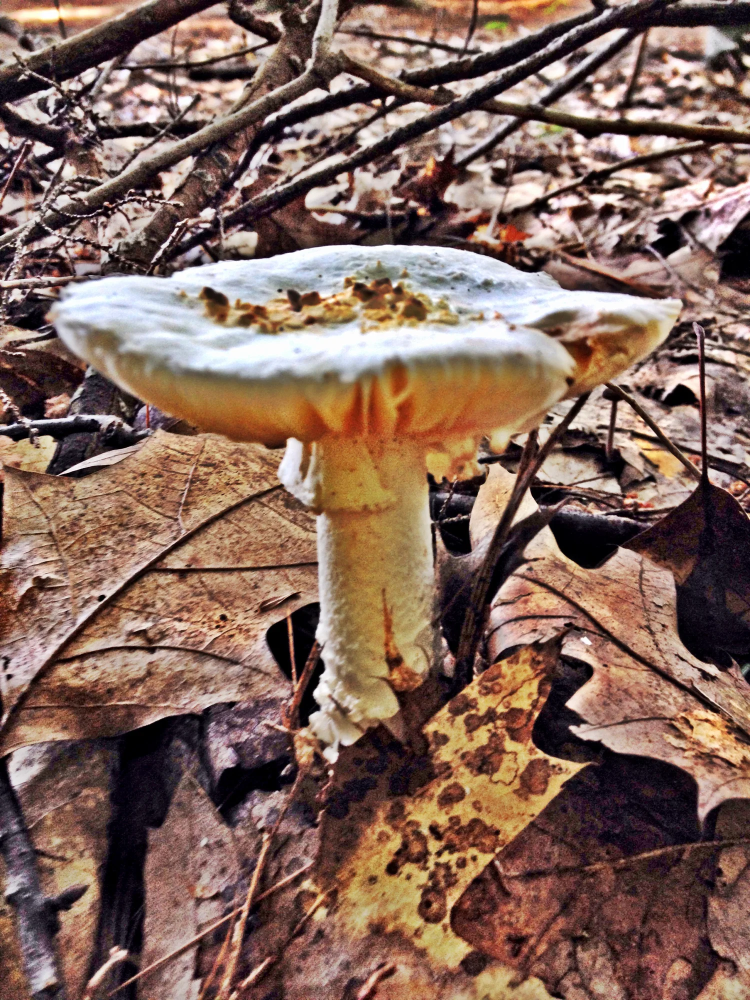 Zoar Valley Unique Area — Old-Growth Forest Network