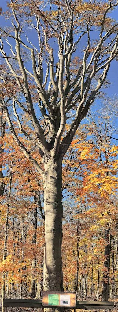 Dr. Victor Reinstein Woods Nature Preserve — Old-Growth Forest Network