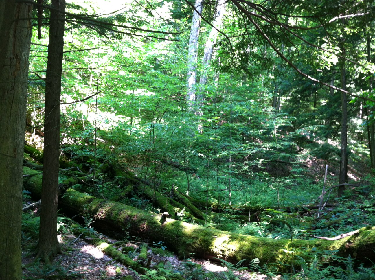 Fischer Old-Growth Forest — Old-Growth Forest Network