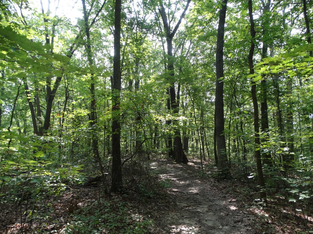 Camp Oty'Okwa Old-Growth Forest — Old-Growth Forest Network