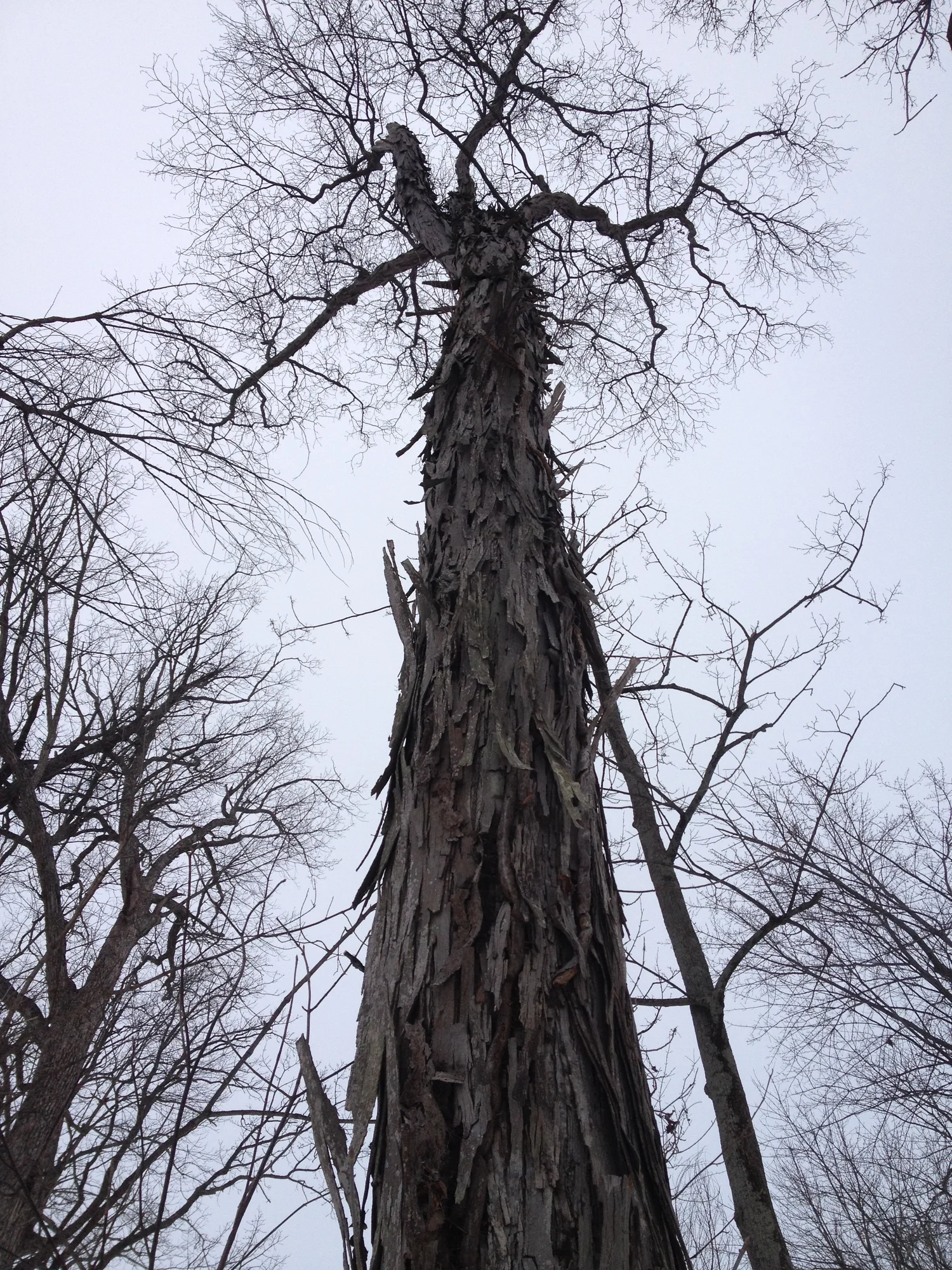 Goll Woods State Nature Preserve — Old-Growth Forest Network