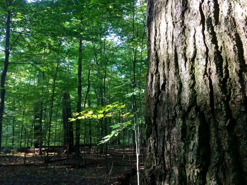 Johnson Woods State Nature Preserve — Old-Growth Forest Network
