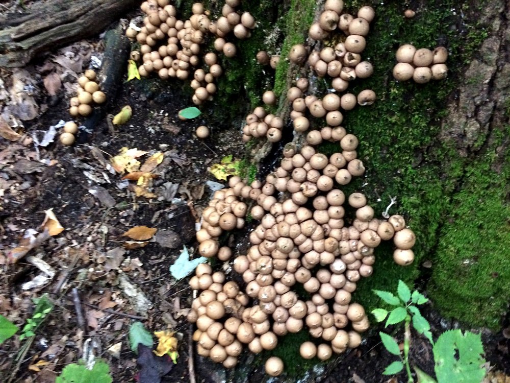 Johnson Woods State Nature Preserve — Old-Growth Forest Network
