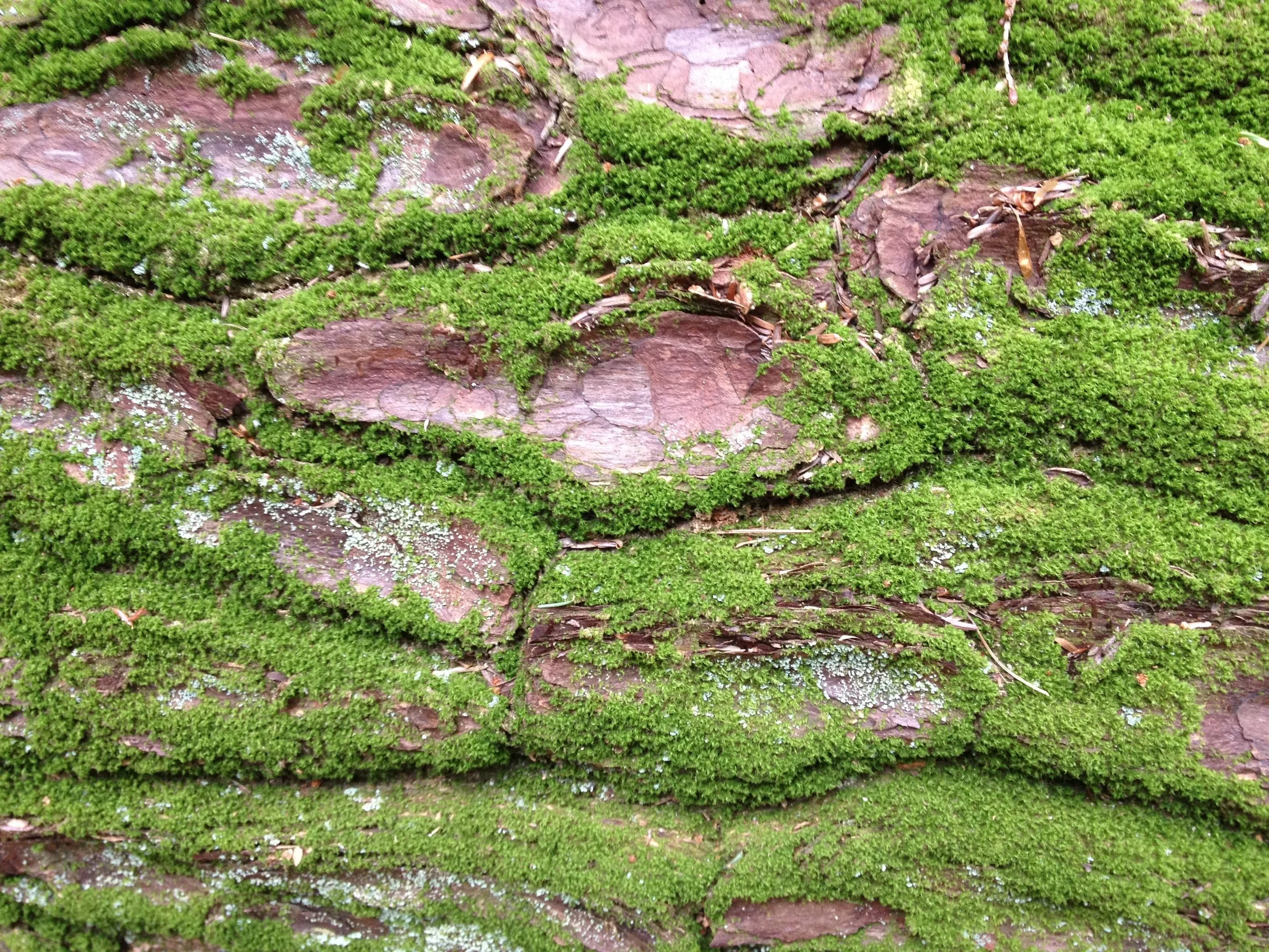 Forest Cathedral Natural Area - Cook Forest State Park — Old-Growth ...