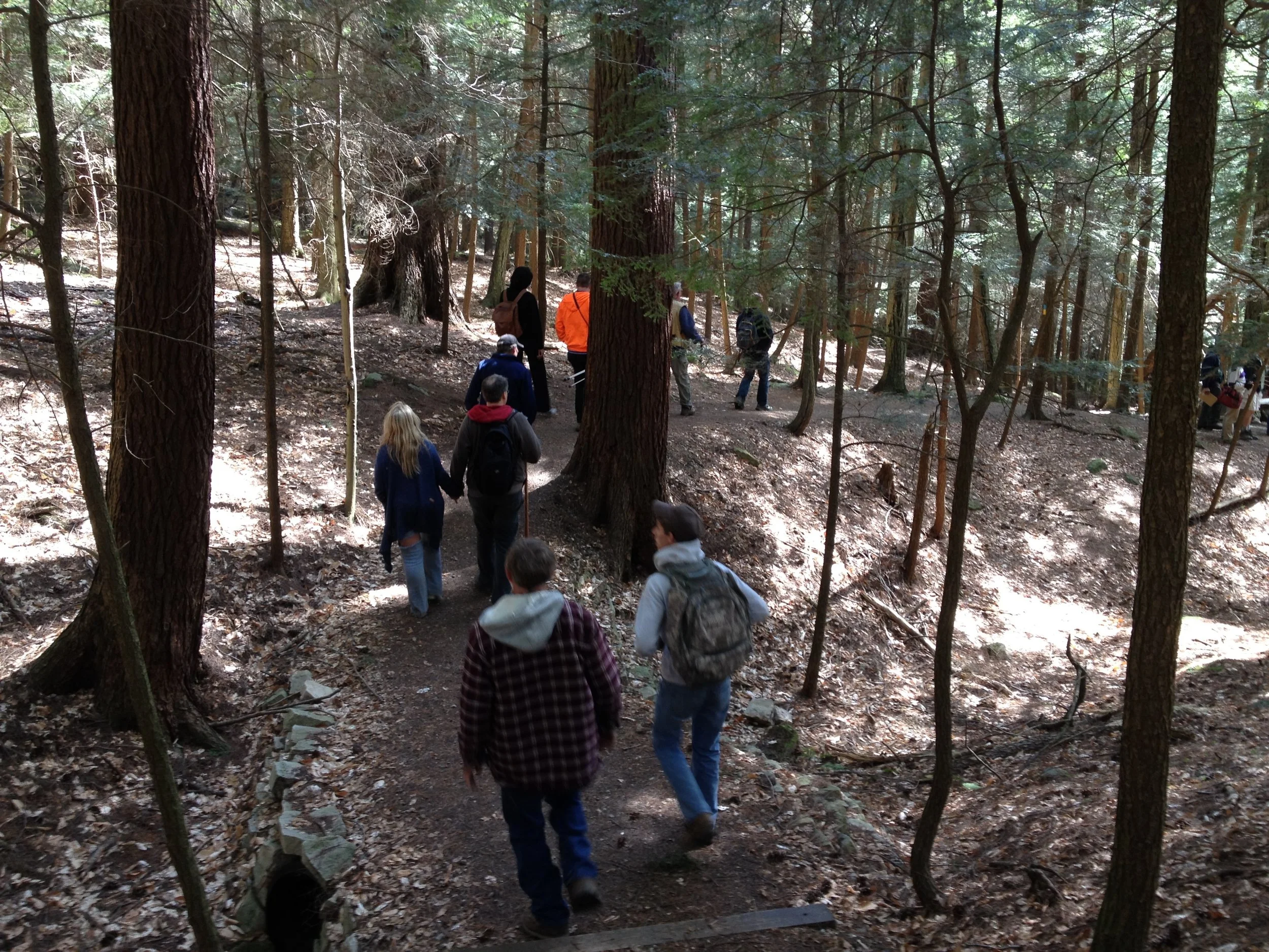 Forest Cathedral Natural Area - Cook Forest State Park — Old-Growth ...