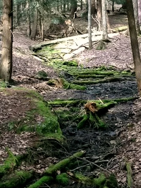 Cook Trail - Cook Forest State Park — Old-Growth Forest Network