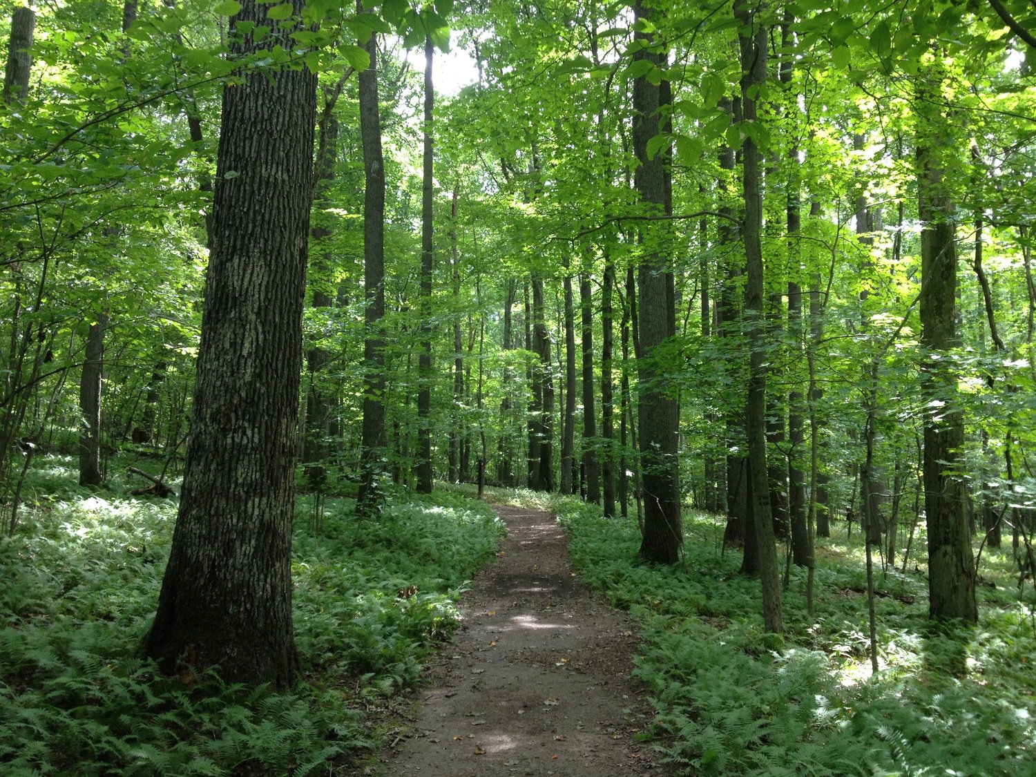 Ferncliff Peninsula Natural Area - Ohiopyle State Park — Old-Growth ...