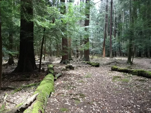 Cook Trail - Cook Forest State Park — Old-Growth Forest Network