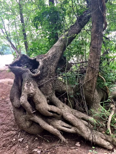James River Park System — Old-Growth Forest Network
