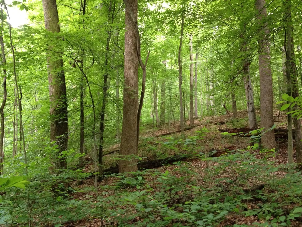 James Madison Landmark Forest — Old-Growth Forest Network