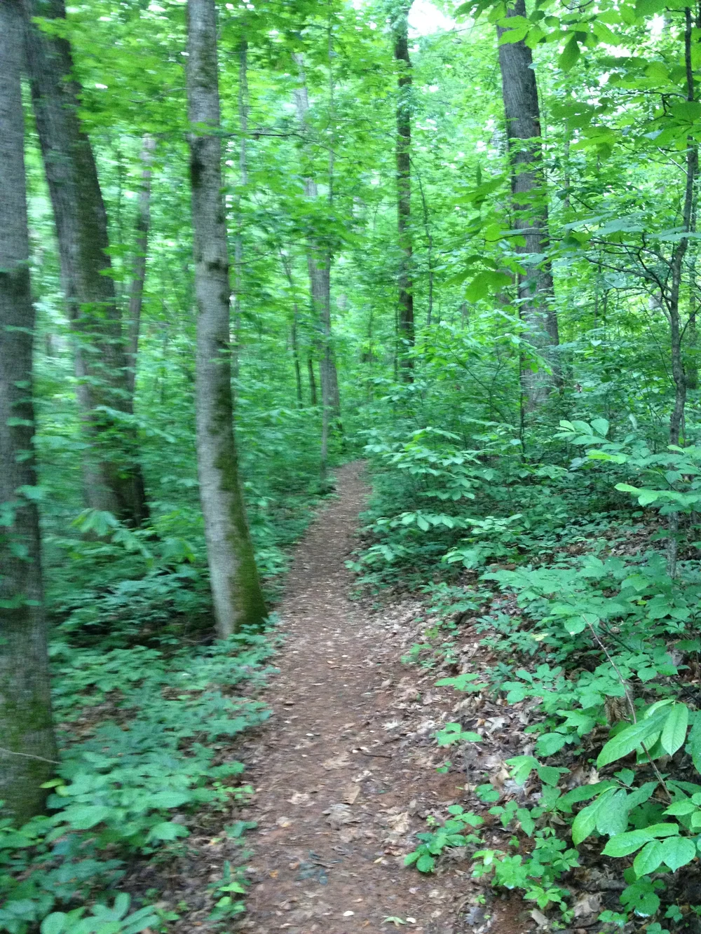 James Madison Landmark Forest — Old-Growth Forest Network
