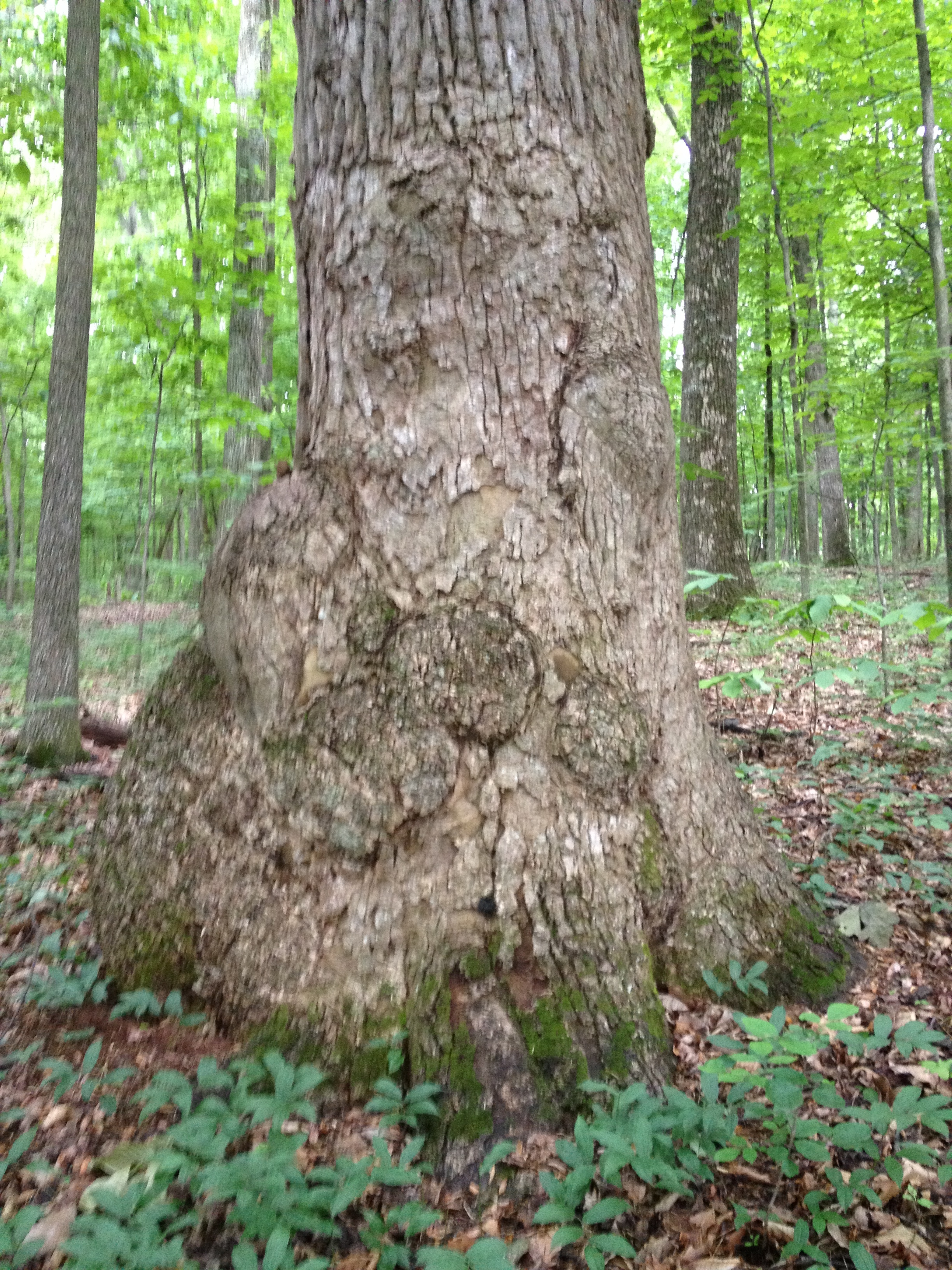 James Madison Landmark Forest — Old-Growth Forest Network