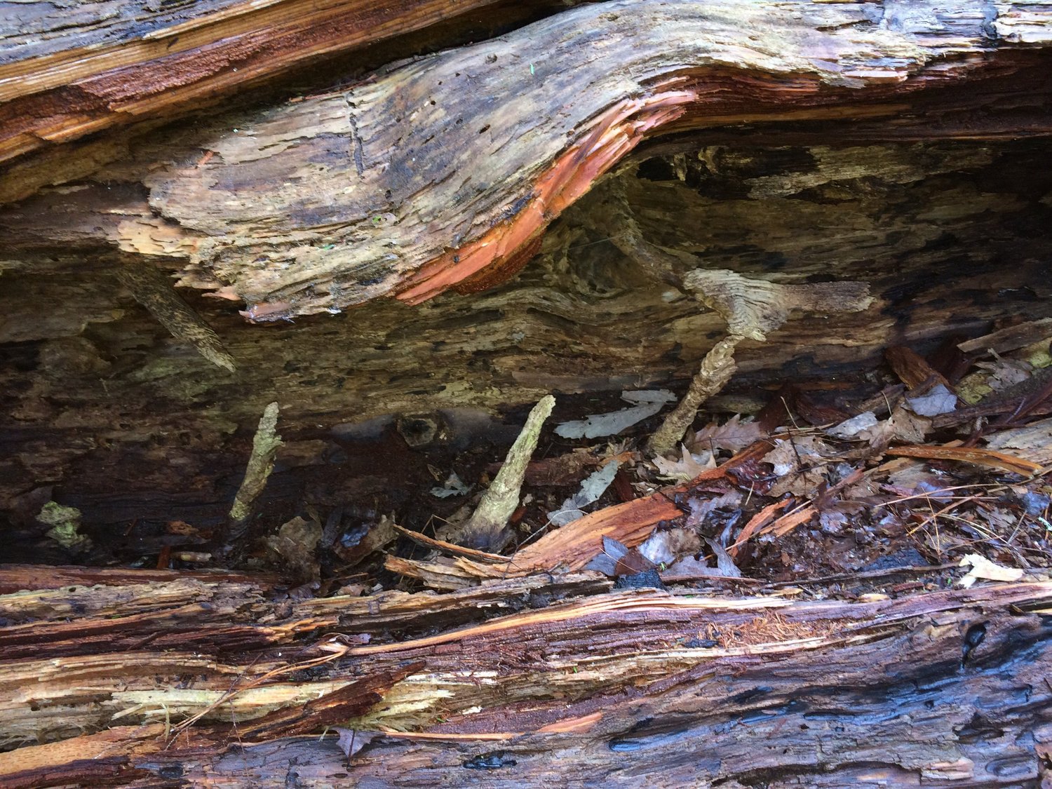 Albright Grove - Great Smoky Mountains National Park — Old-Growth ...