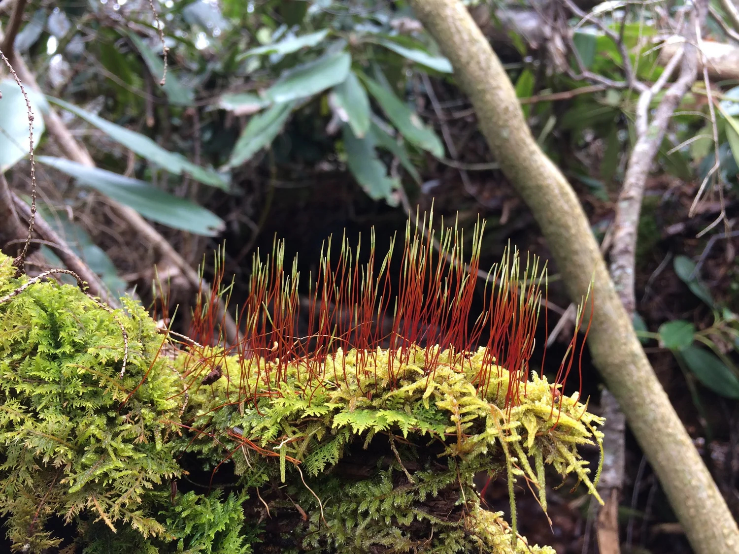 Albright Grove - Great Smoky Mountains National Park — Old-Growth ...