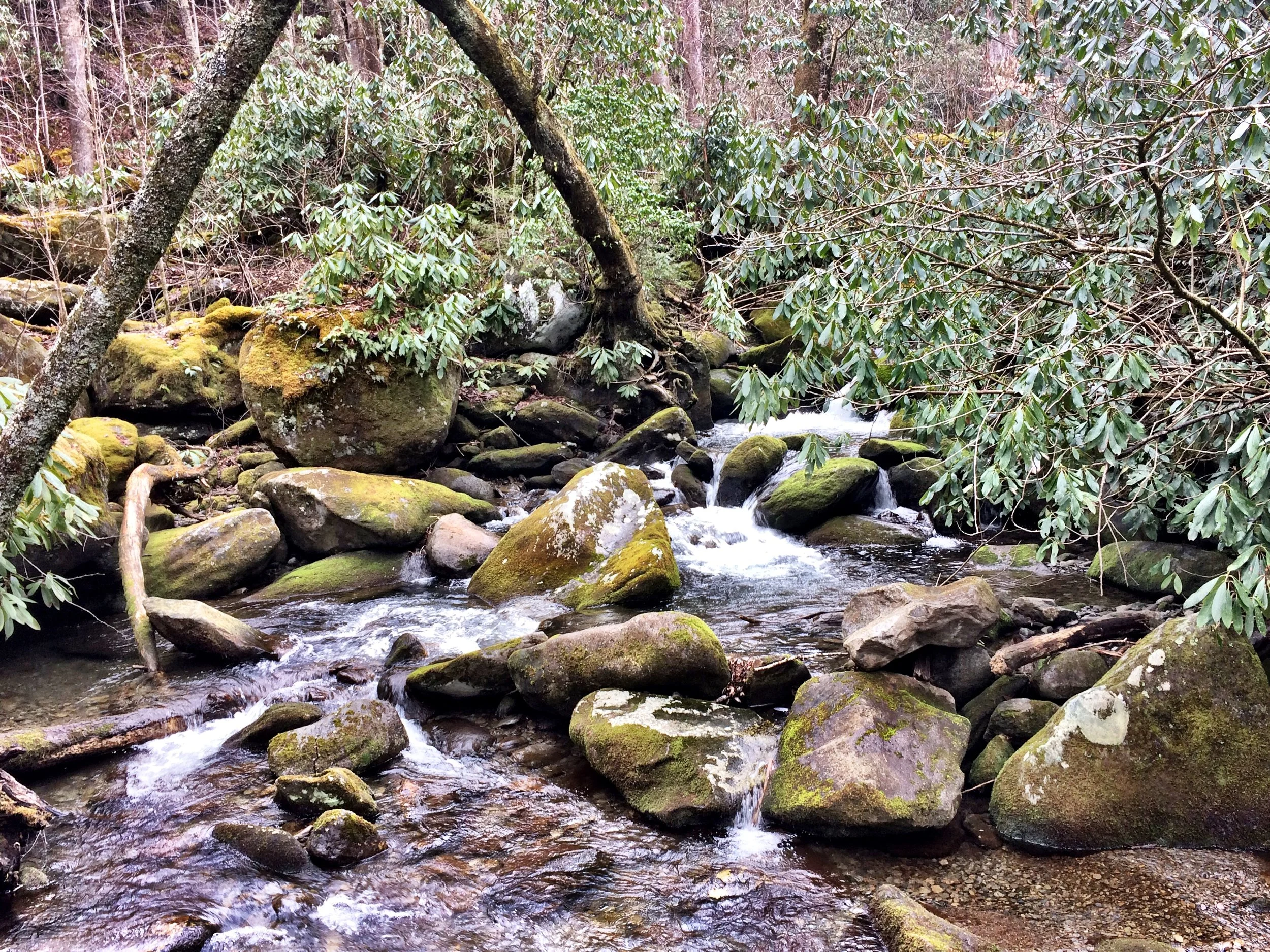 Albright Grove - Great Smoky Mountains National Park — Old-Growth ...